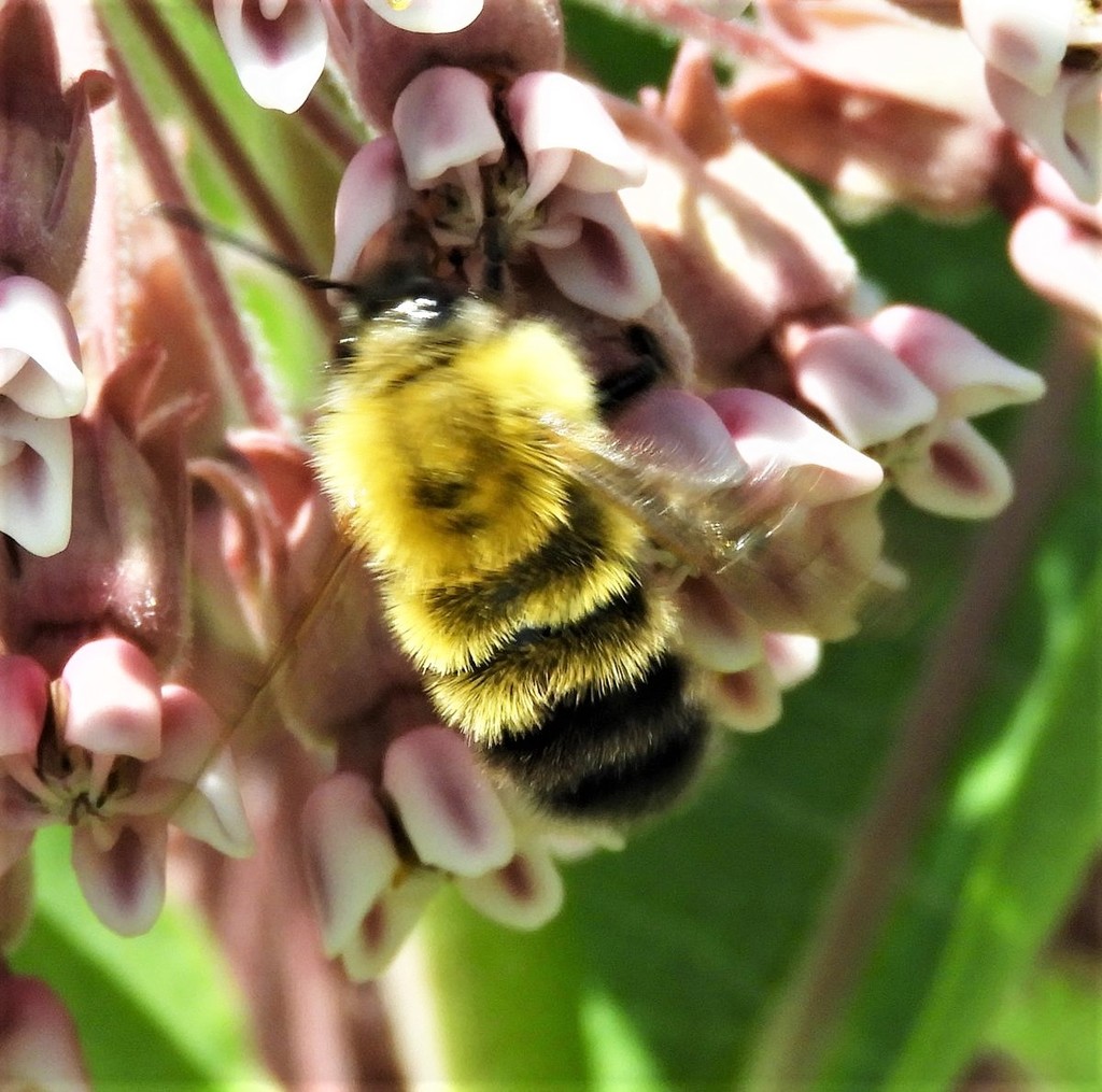 Perplexing Bumble Bee from Schuyler County, NY, USA on July 13, 2018 at ...