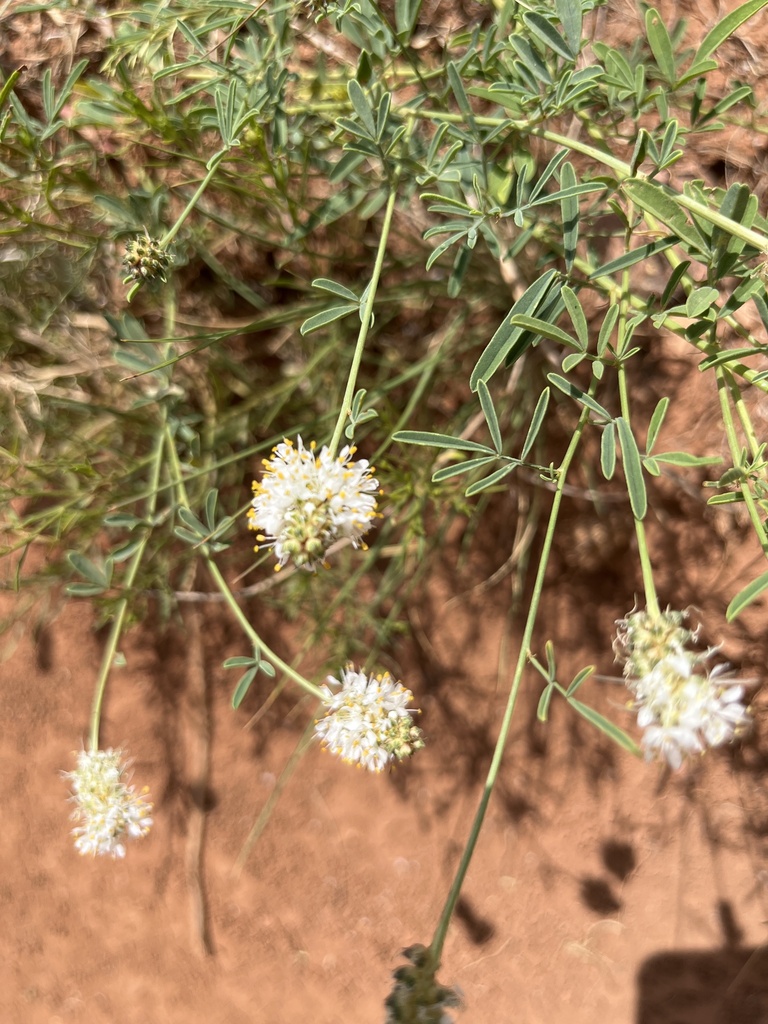 white prairie clover from Littleton, CO, US on July 13, 2022 at 01:46 ...