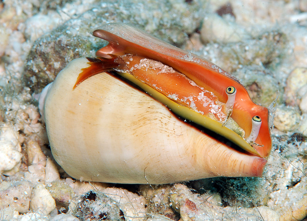 Strawberry Conch from Kwajalein Atoll, RMI on April 25, 2011 by uwkwaj ...