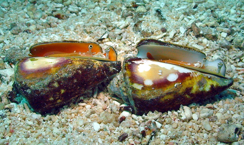 Strawberry Conch from Kwajalein Atoll, RMI on August 31, 2008 by uwkwaj ...
