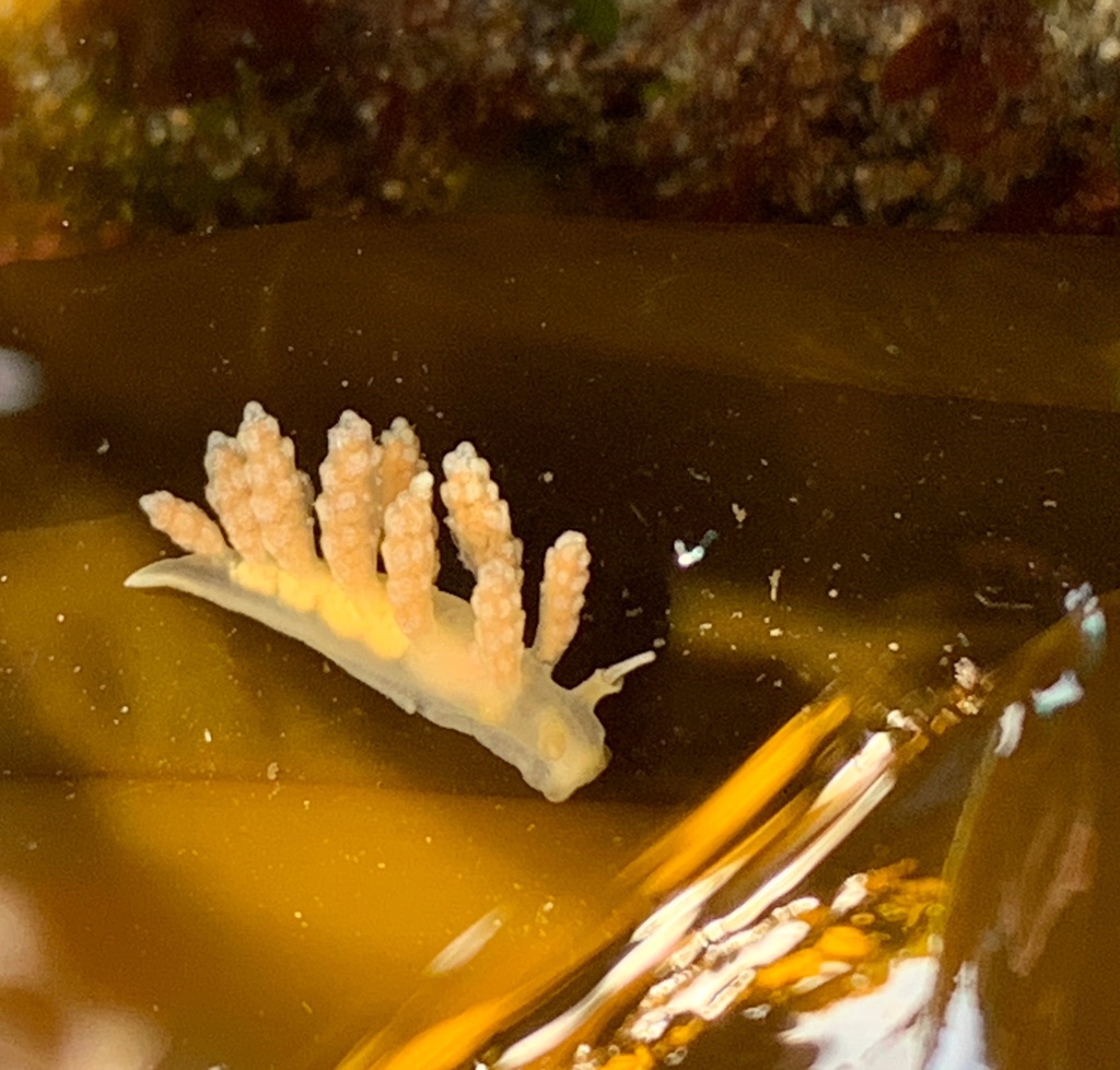 Hammerhead Doto from Whidbey Island, WA, US on July 13, 2022 at 09:40 ...