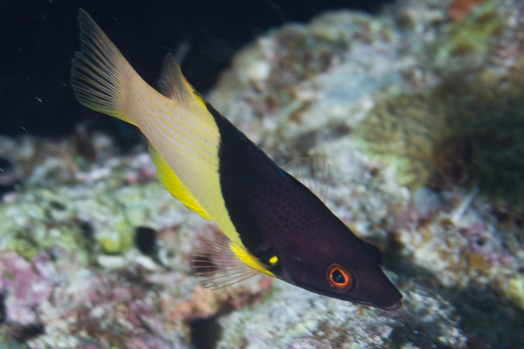 Hogfishes (Bodianus) - Marine Life Identification