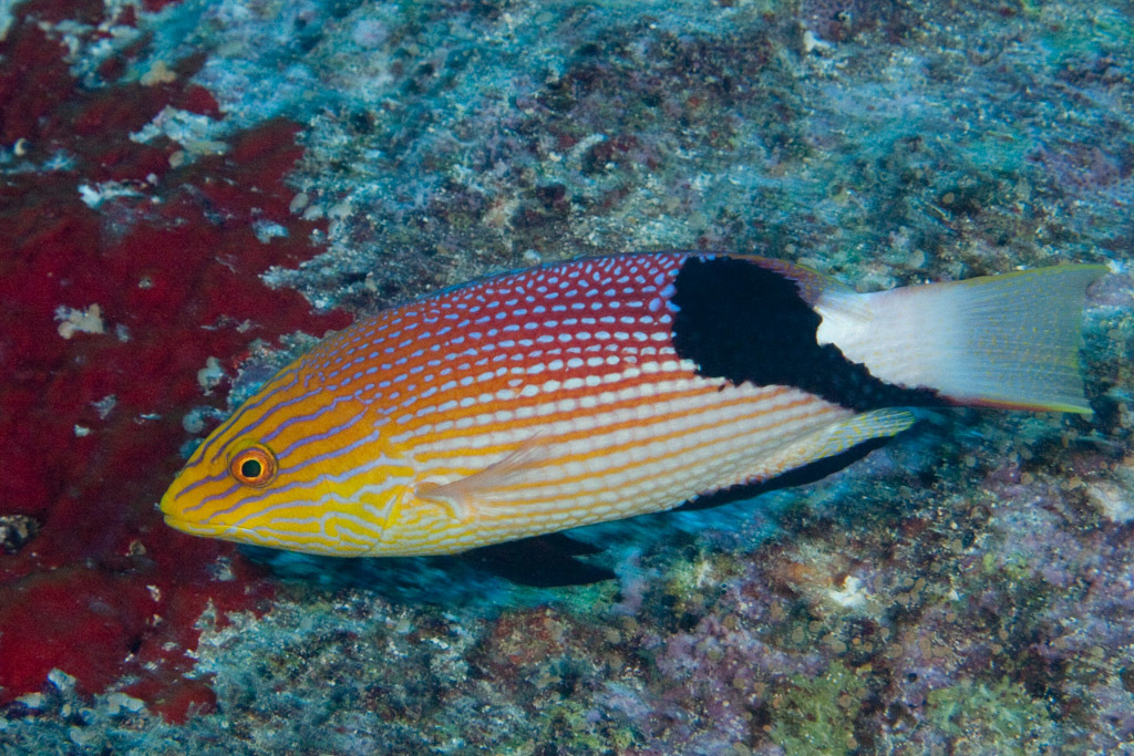 Blackfin Hogfish (Field guide to fishes of the Coral Sea Marine Park ...