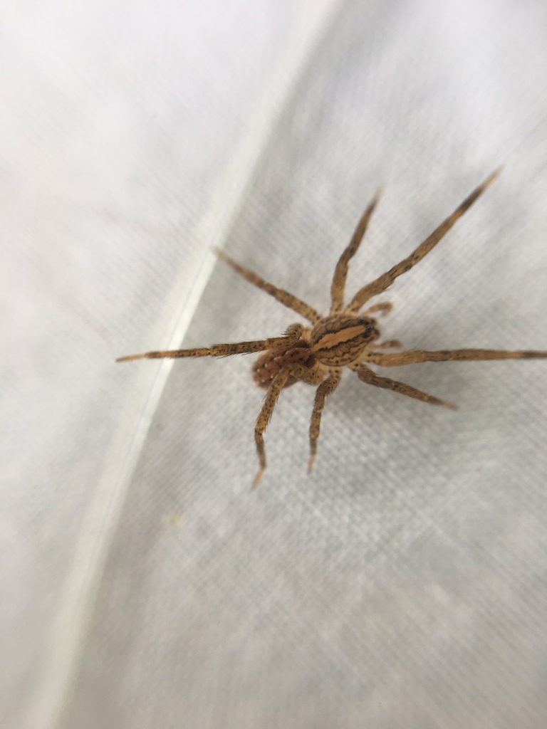 Southeastern Wandering Spider from Anderson County, US-TN, US on July ...