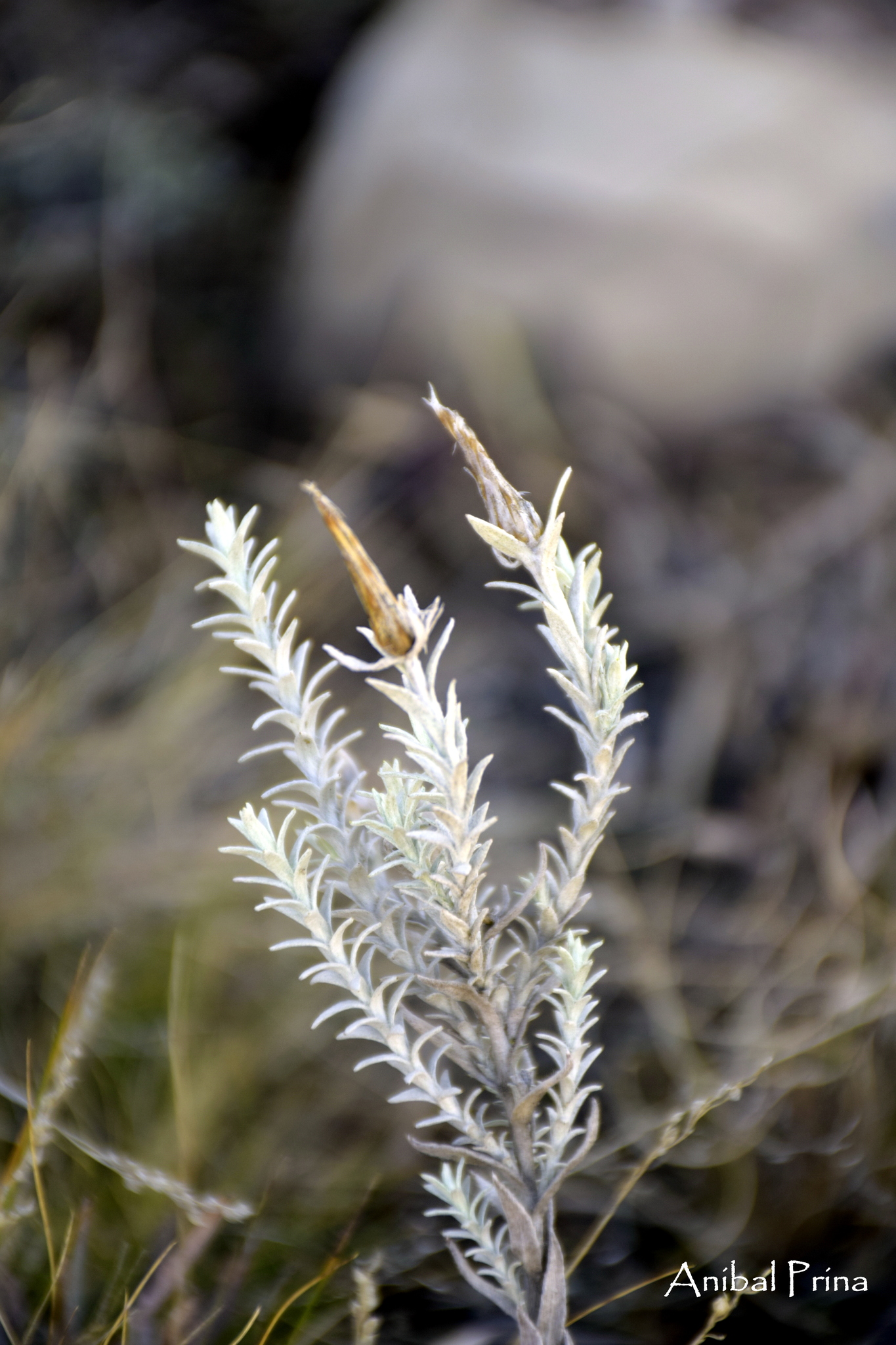 Lucilia acutifolia (Poir.) Cass.
