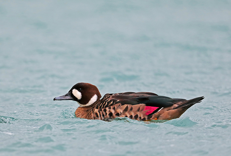 Spectacled Duck (CHILE CHICO BIRDS) · iNaturalist