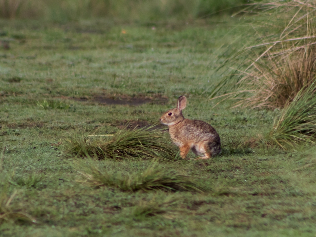 Mexican Cottontail from Parque las maravillas on July 10, 2022 at 07:37 ...