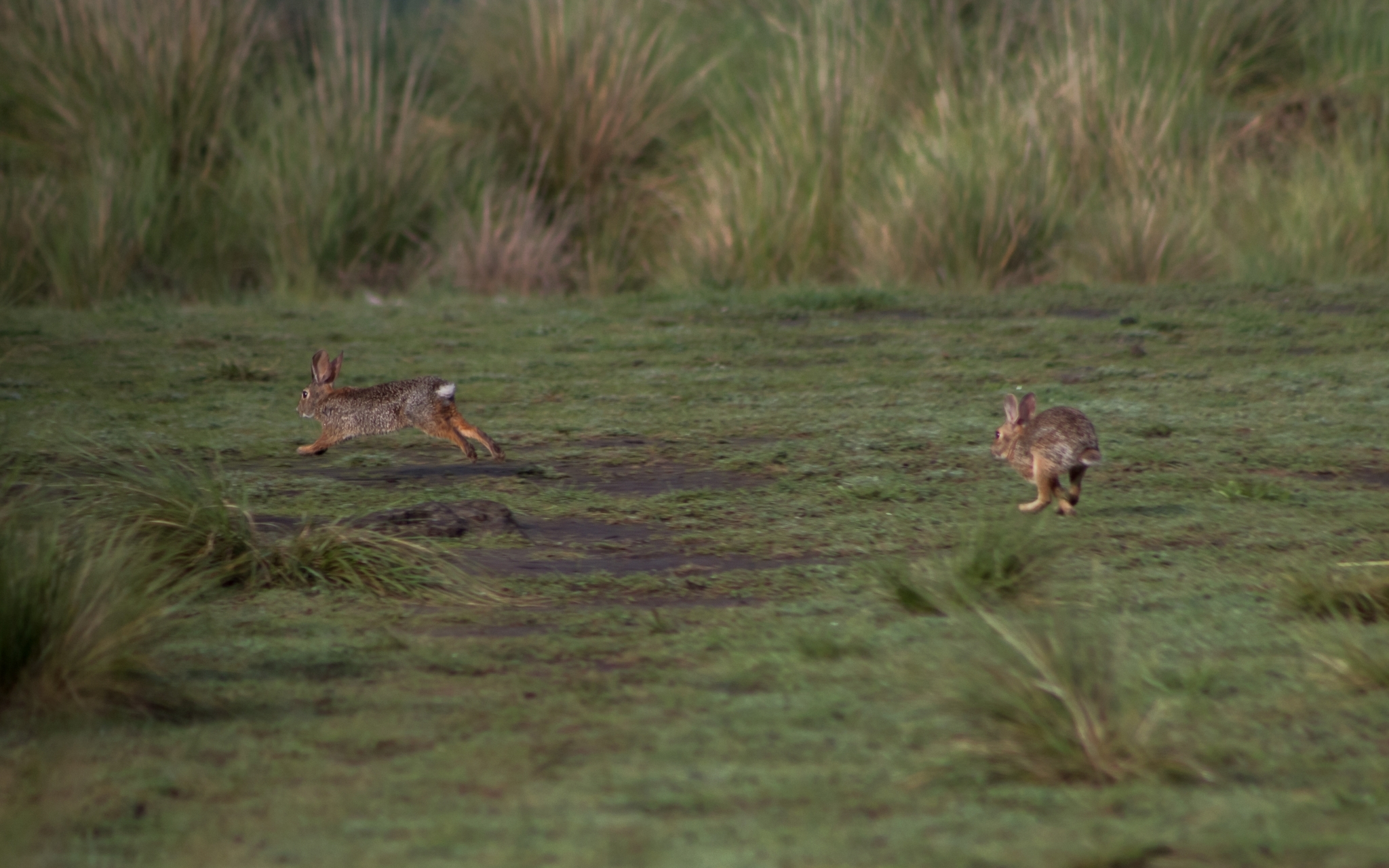 Sylvilagus cunicularius (Waterhouse, 1848)