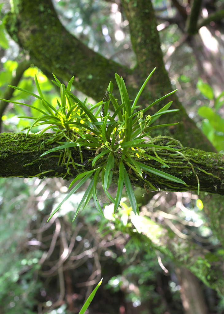 Samurai orchid in July 2022 by 空猫 T. N · iNaturalist