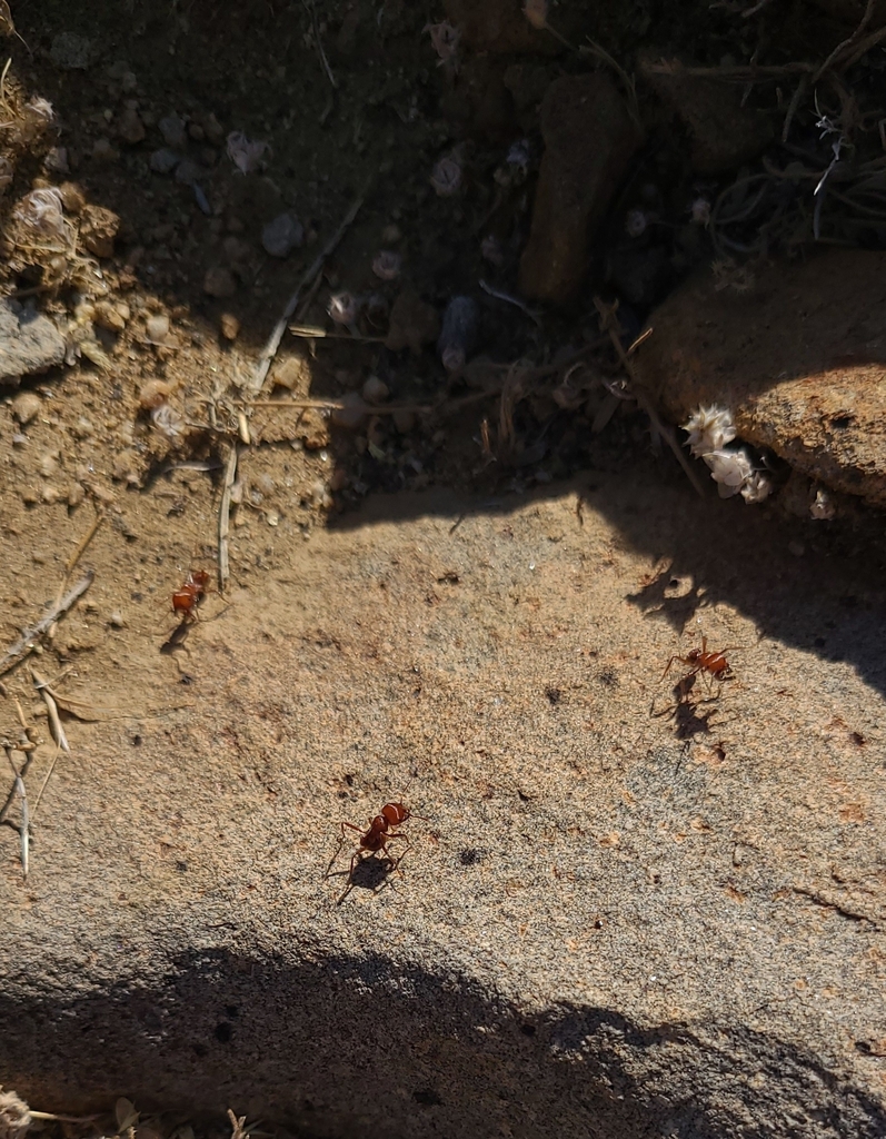 Pogonomyrmex tenuispinus from 22789 B.C., México on July 12, 2022 at 04 ...