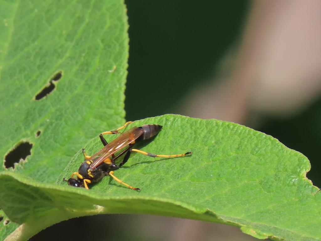 Yellow-legged Mud-dauber Wasp from Distrito Federal, MX on July 13 ...