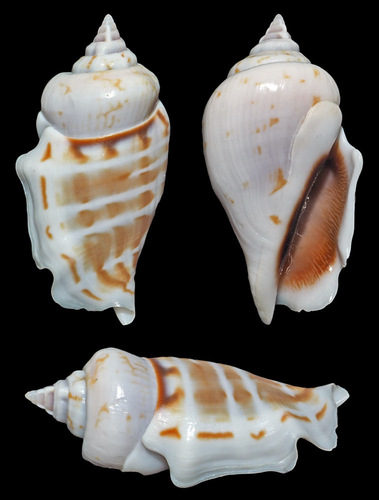 Gibberulus gibbosus · iNaturalist Mexico