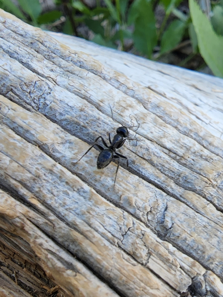 Hairy Smooth Carpenter Ant from Mt Charleston, NV 89124, USA on June 25 ...