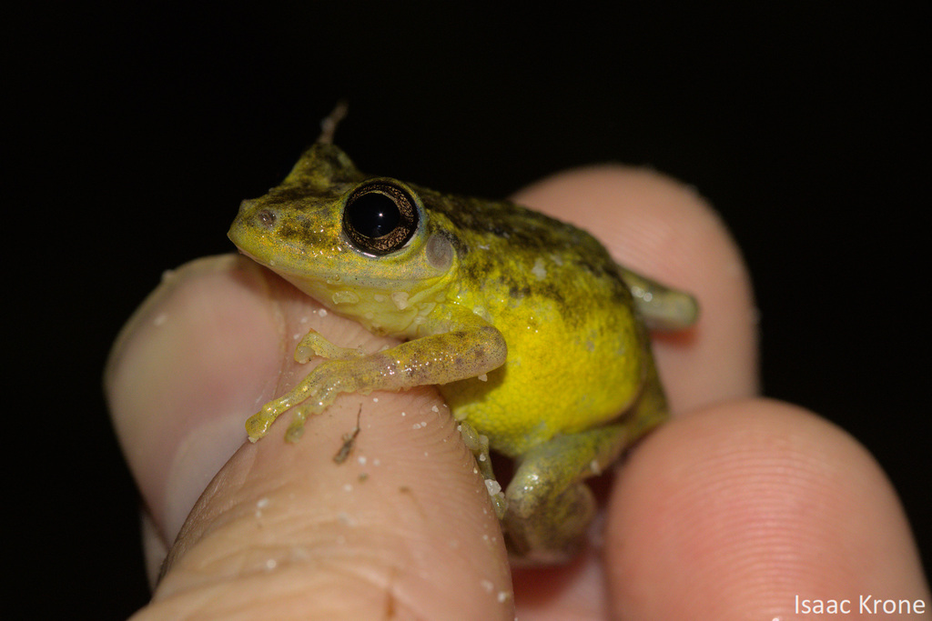 Snouted Tree Frogs from Maynas, Loreto, Peru on June 24, 2022 at 10:51 ...