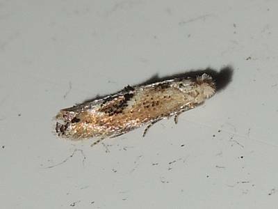 Oak Skeletonizer Moth from My Back Yard, Queens, NY 11364, USA on July ...