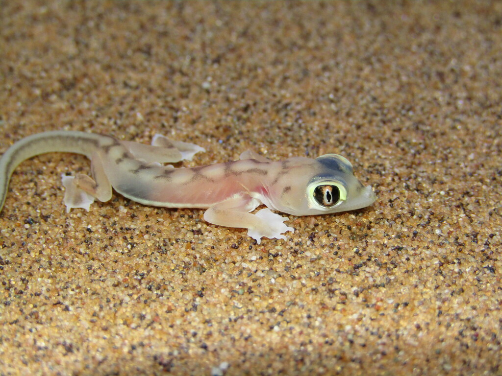 Namib Sand Gecko from Erongo Region, Namibia on July 10, 2022 at 08:39 ...