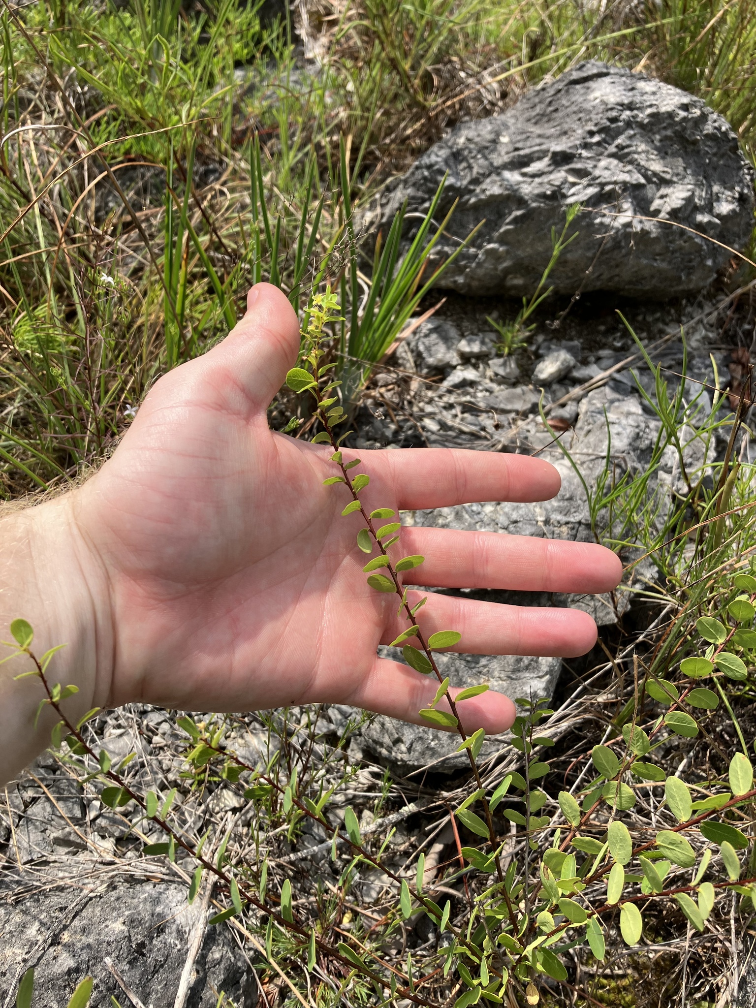Phyllanthopsis phyllanthoides (Nutt.) Voronts. & Petra Hoffm.