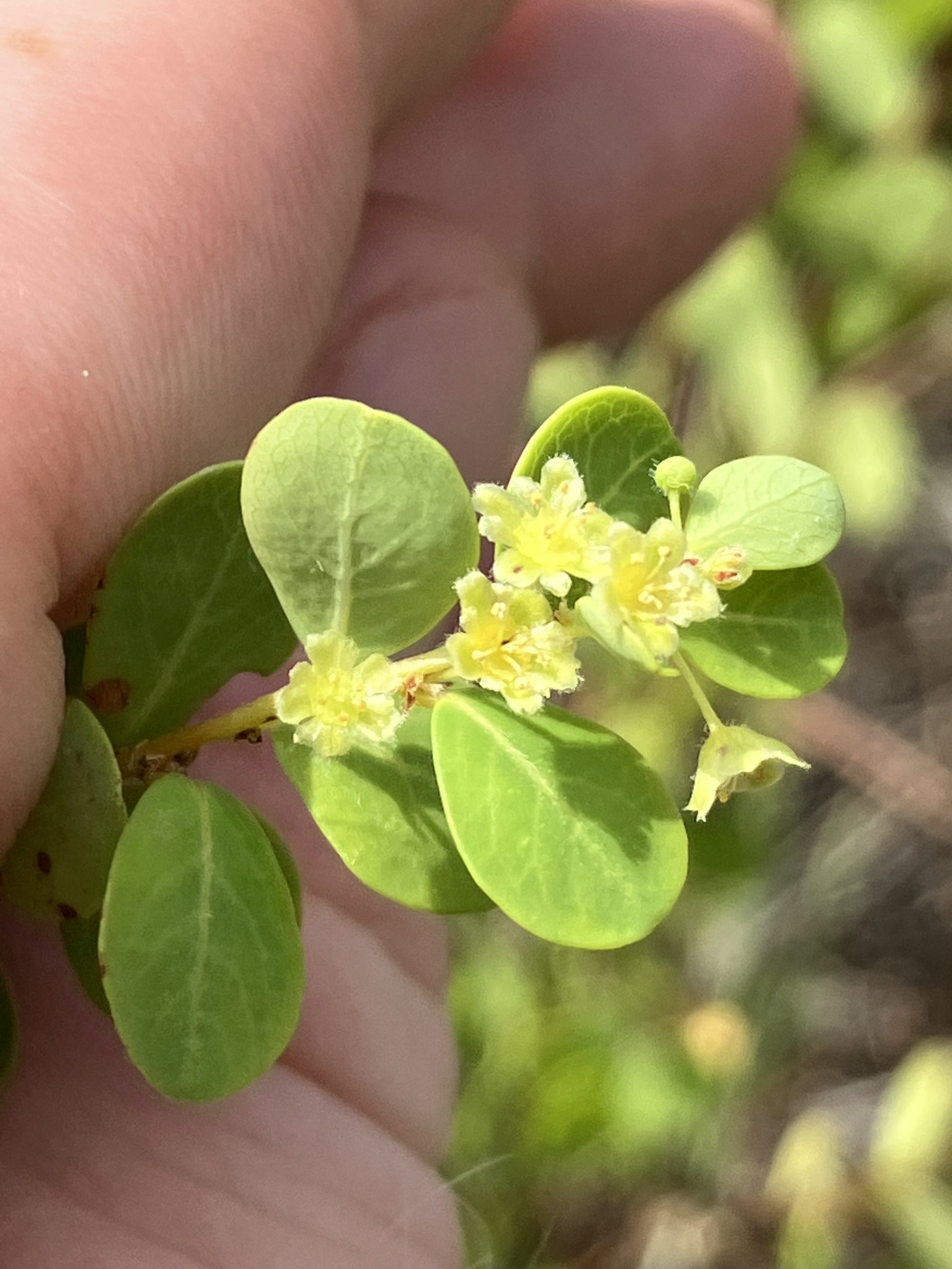 Phyllanthopsis phyllanthoides (Nutt.) Voronts. & Petra Hoffm.