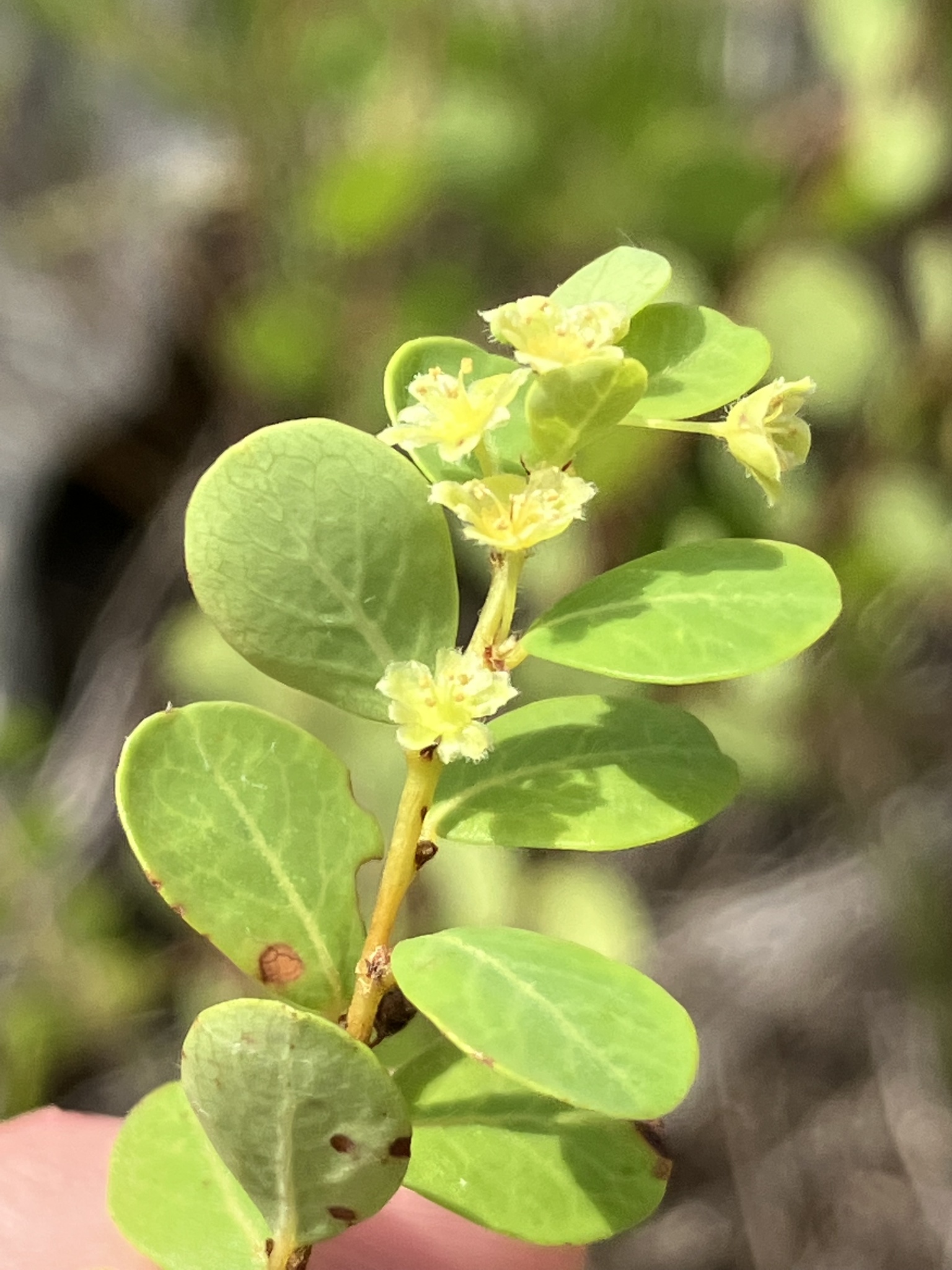 Phyllanthopsis phyllanthoides (Nutt.) Voronts. & Petra Hoffm.