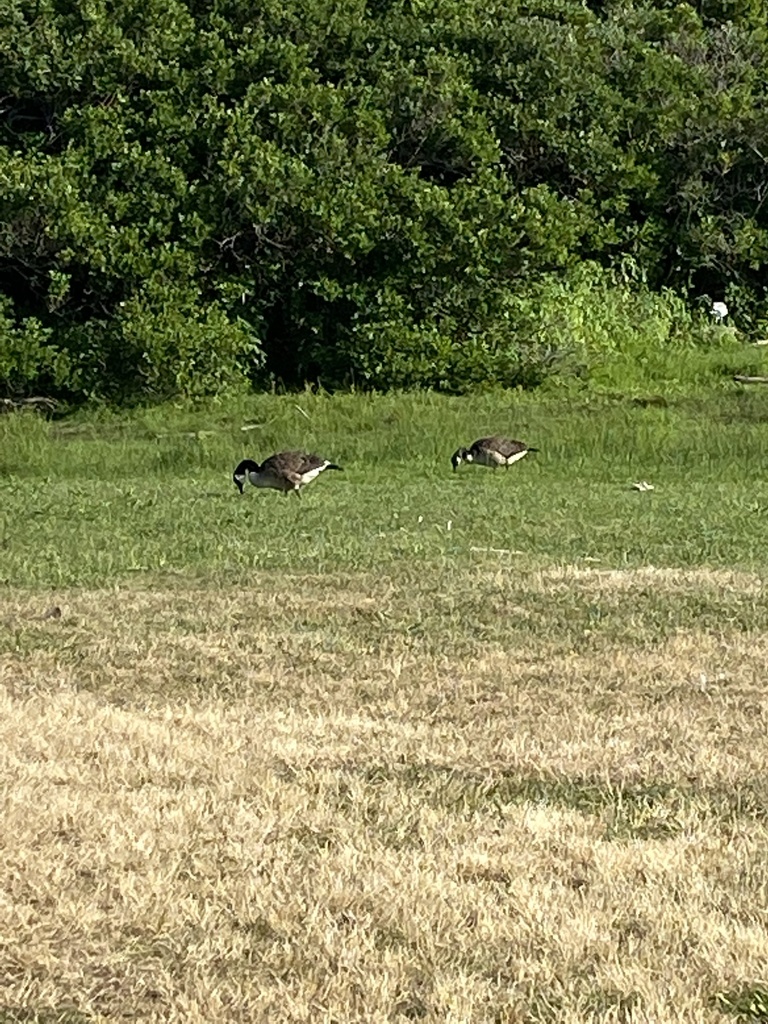 Canada Goose from Appledore Island, Kittery, ME, US on July 13, 2022 at ...