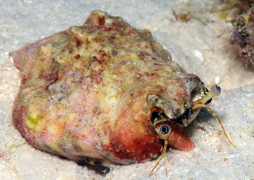 butterfly conch (Lentigo pipus) · iNaturalist United Kingdom