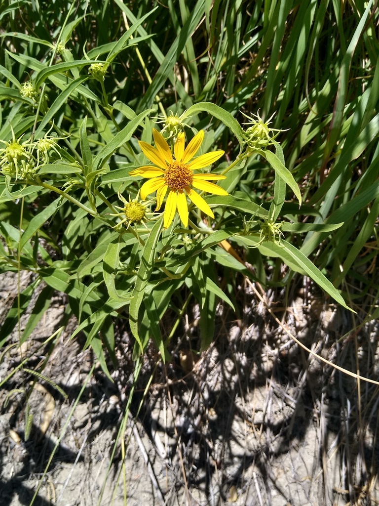 California sunflower from Winters, CA 95694, USA on July 13, 2022 at 01 ...