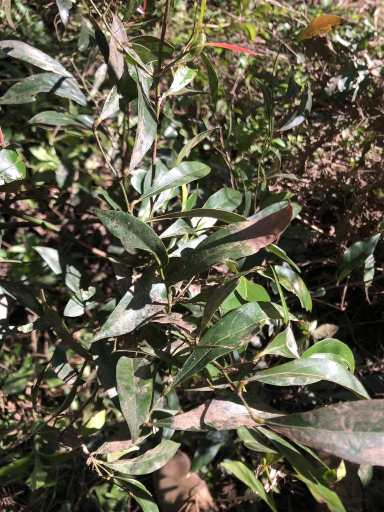 Cryptocarya from Yarawa St, Kenmore, QLD, AU on July 14, 2022 at 09:05 ...