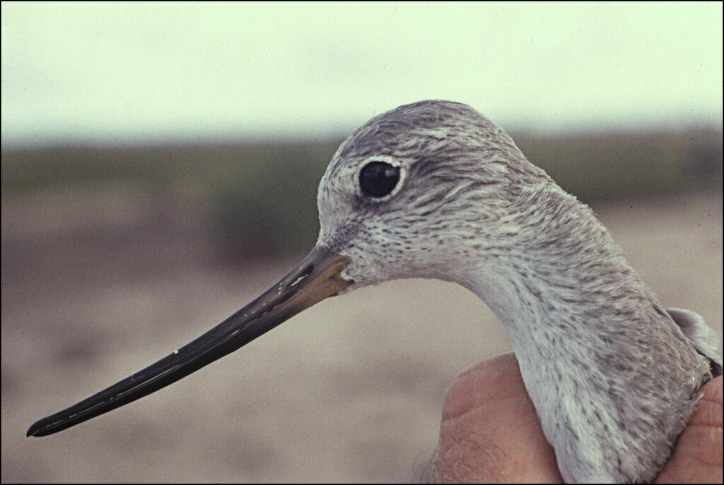 Terek Sandpiper from Yallock Creek, VIC, Australia on January 19, 1986 ...