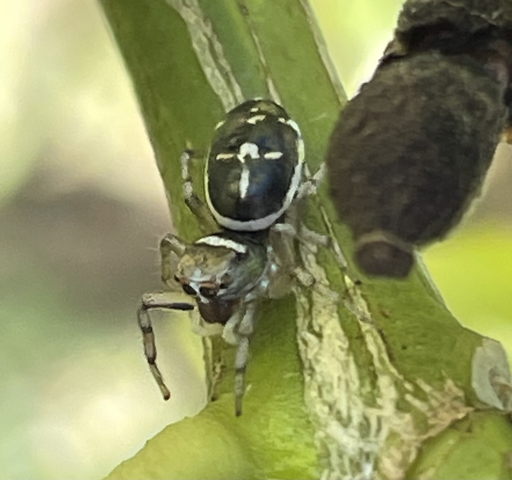 Baehr's Cosmophasis from Barney Point, QLD, AU on July 14, 2022 at 09: ...