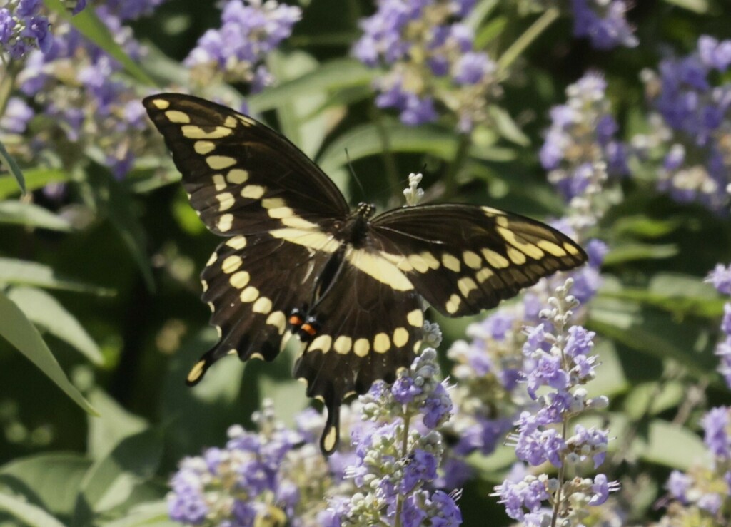 Eastern Giant Swallowtail from Cox Arboretum, Montgomery County, OH ...