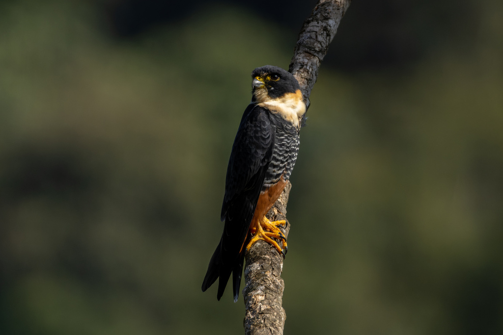 Bat Falcon from Santa Rita do Ribeira, Miracatu - SP, 11850-000, Brasil ...