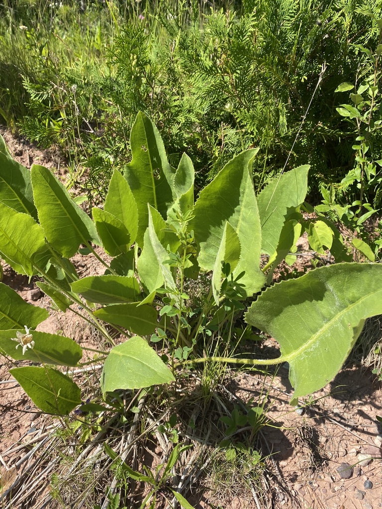prairie dock from M-38, Ontonagon, MI, US on July 13, 2022 at 05:23 PM ...