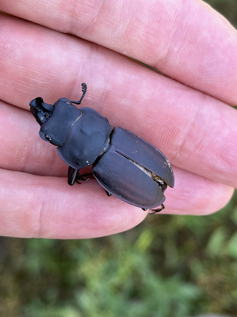 Neolucanus sinicus from Tianmushan Guangzhuke No.1, Hangzhou, Zhejiang ...