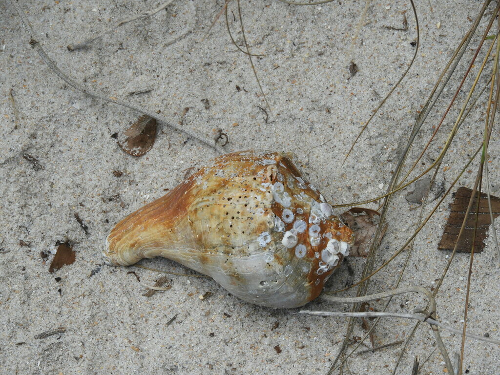 Barnacles from Brevard County, FL, USA on June 06, 2022 at 11:10 AM by ...