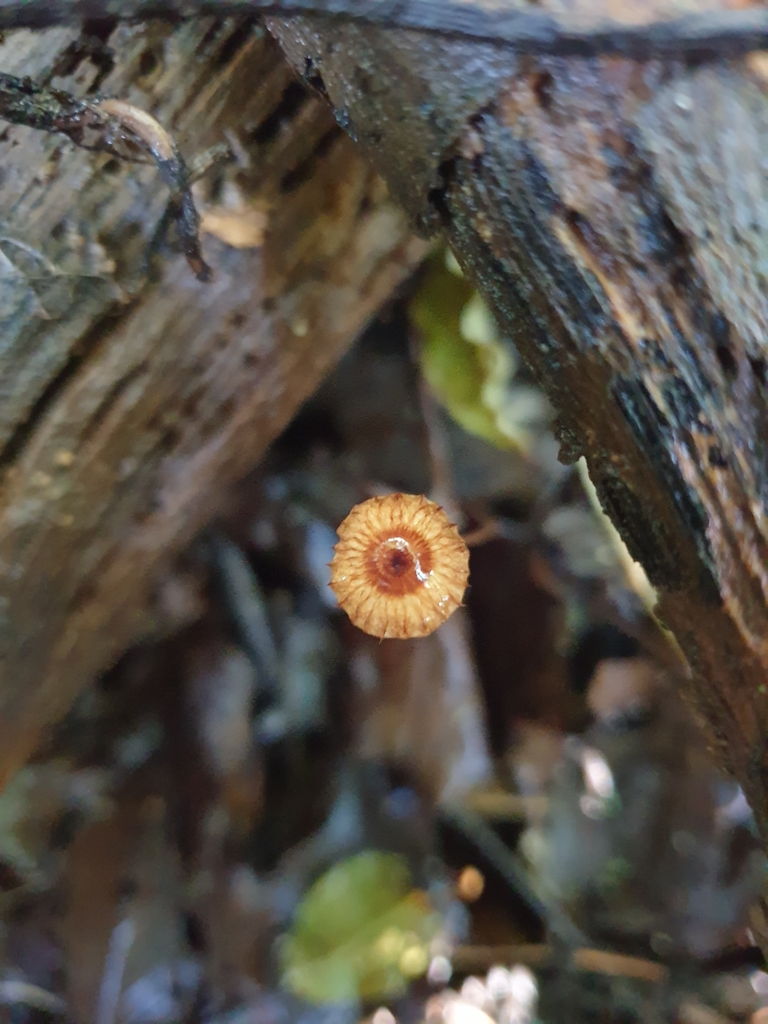 Crinipellis procera from Marton 4787, New Zealand on July 13, 2022 at ...