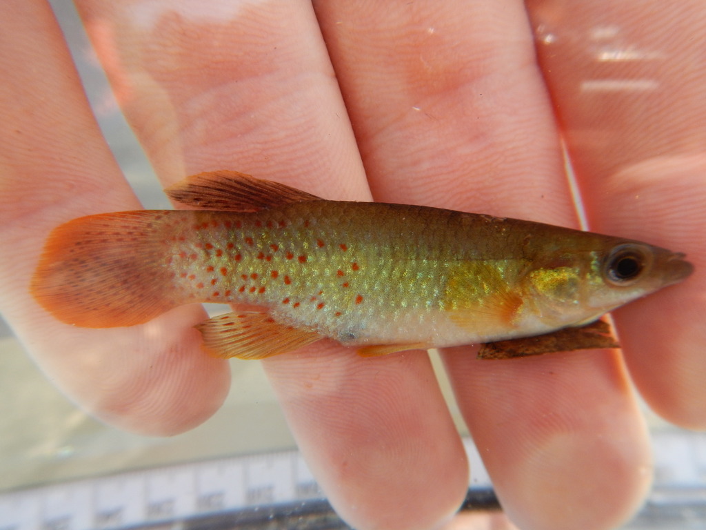 Golden Topminnow (Fundulus chrysotus) - Marine Life Identification