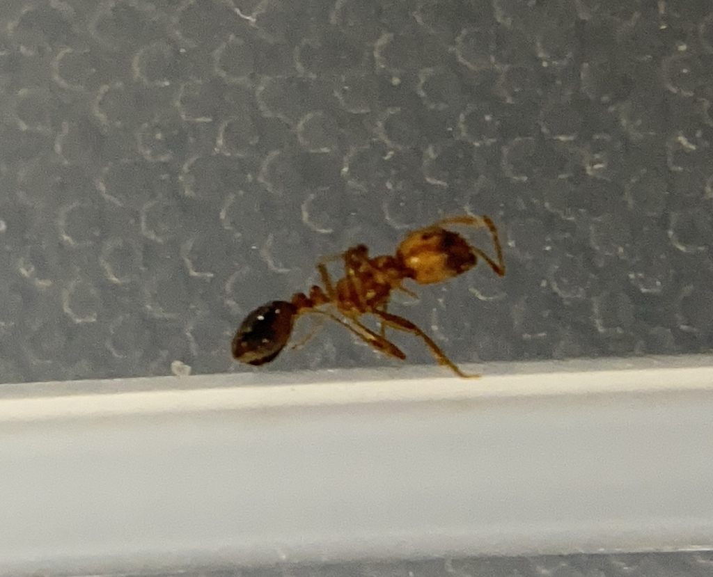 Southern Fire Ant from 1545 E Copper St, Tucson, AZ 85719, USA on July ...