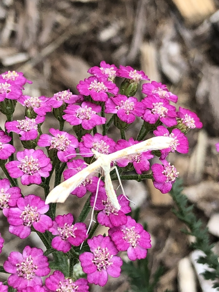 Yarrow Plume Moth from Dewey Roy Ln, Oakland, MD, US on June 25, 2022 ...