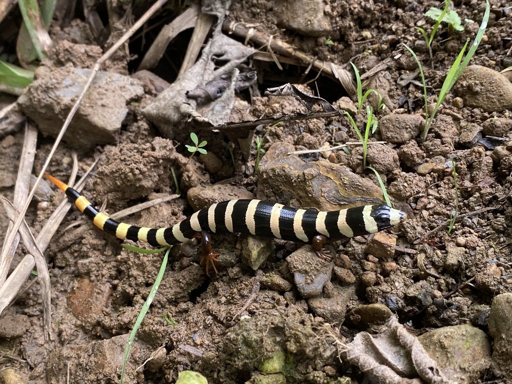 Banded Galliwasp from Parque Nacional y Área Natural de Manejo ...