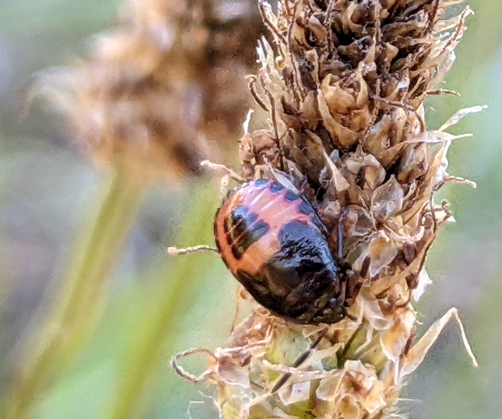 White-margined Burrower Bug in July 2022 by iamfindingplants · iNaturalist