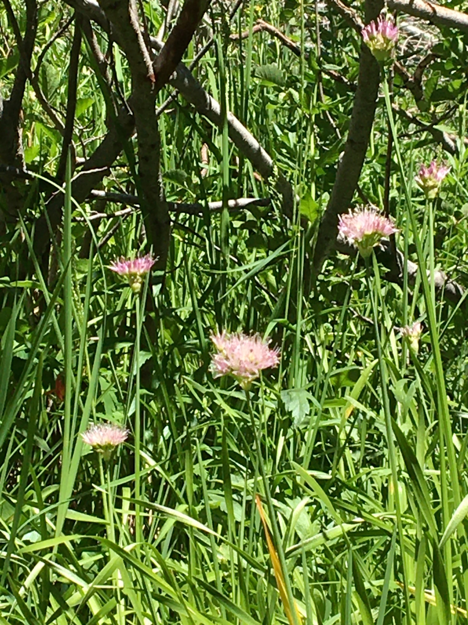 Allium validum S.Watson