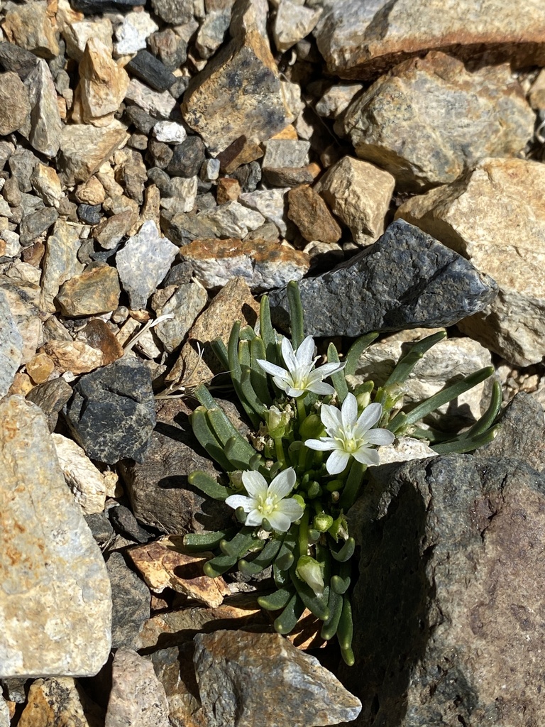dwarf lewisia from Inyo National Forest, Bishop, CA, US on July 13 ...