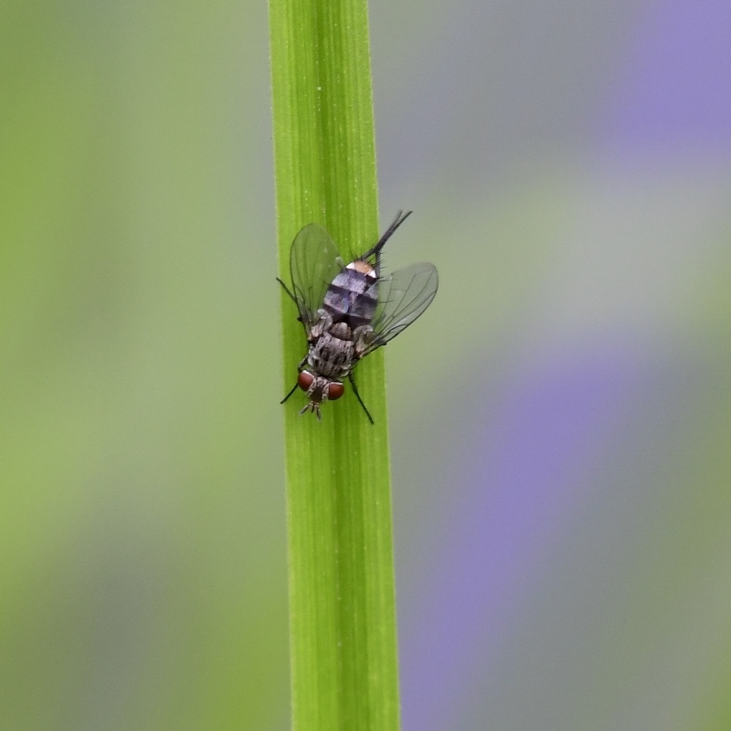 Calyptrate Flies in June 2022 by roamingthewoods · iNaturalist