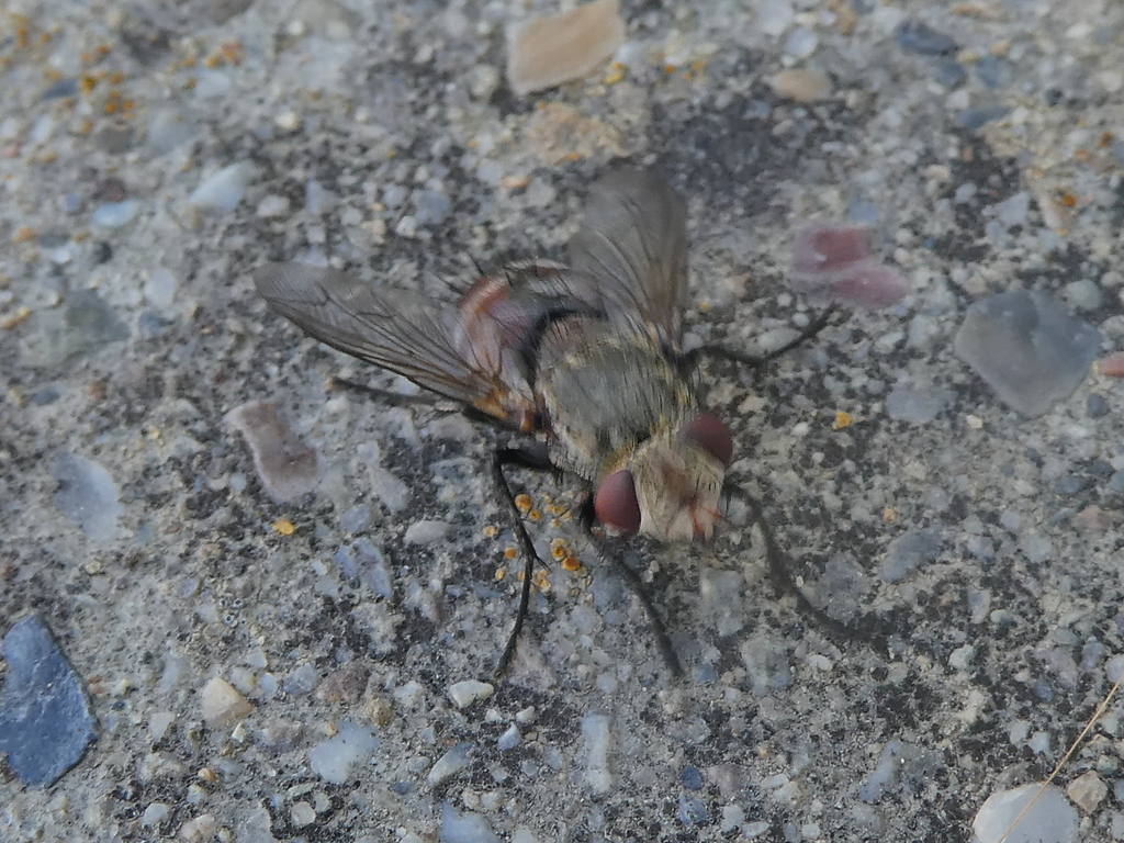 Calyptrate Flies in July 2022 by Anthony Ye · iNaturalist