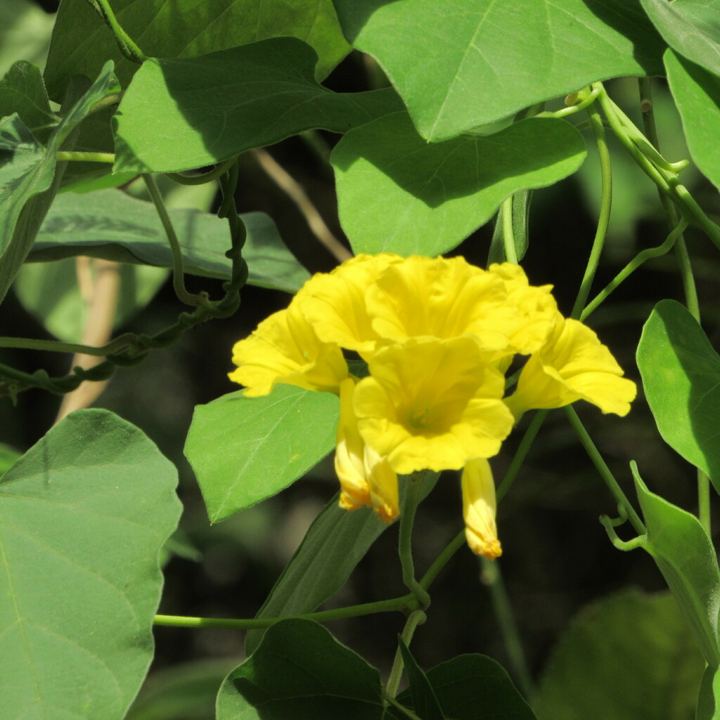 yellow merremia from Coello, Tolima, Colombia on February 8, 2022 at 08 ...
