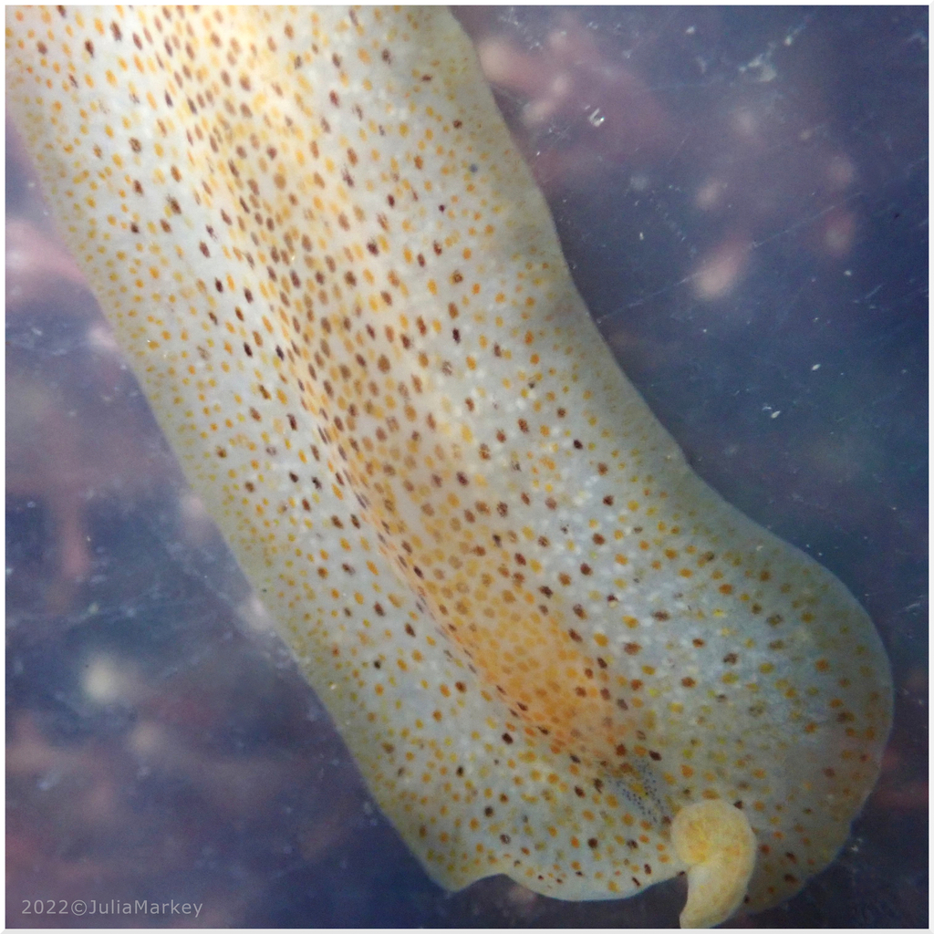 Enchiridium sp.1 (Polyclad flatworms of California) · iNaturalist
