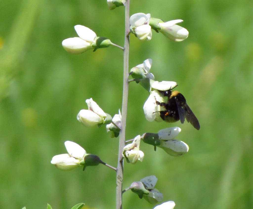 American Bumble Bee from Winnebago County, IL, USA on June 21, 2021 at ...
