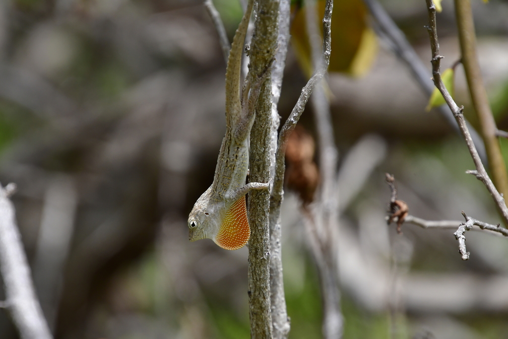 Cook's Anole in July 2022 by Luis Agosto. I'm guessing A. cooki based ...