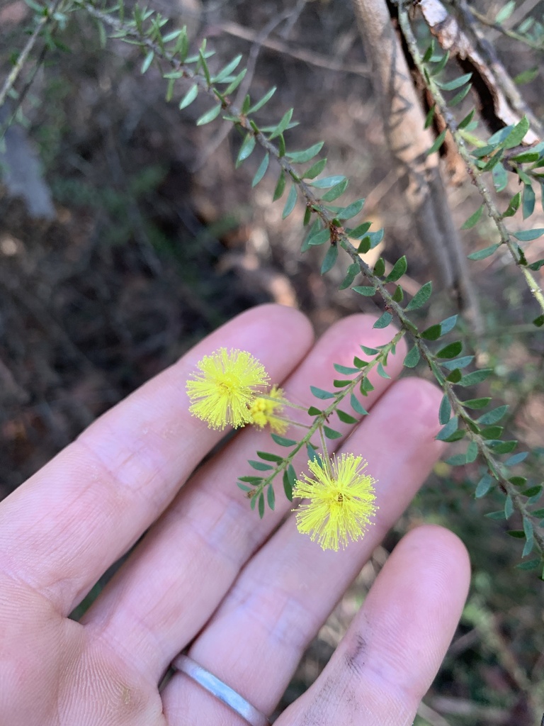 yellow prickly moses from Glass House Mountains National Park, Beerwah ...