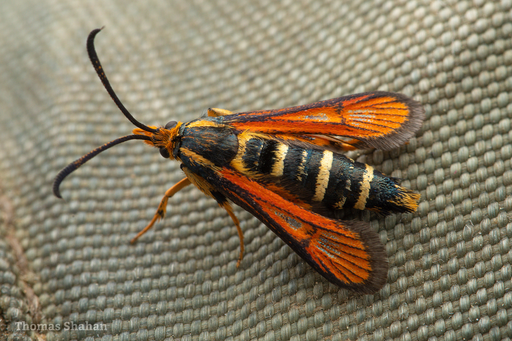 Synanthedon chrysidipennis in July 2022 by Thomas Shahan · iNaturalist